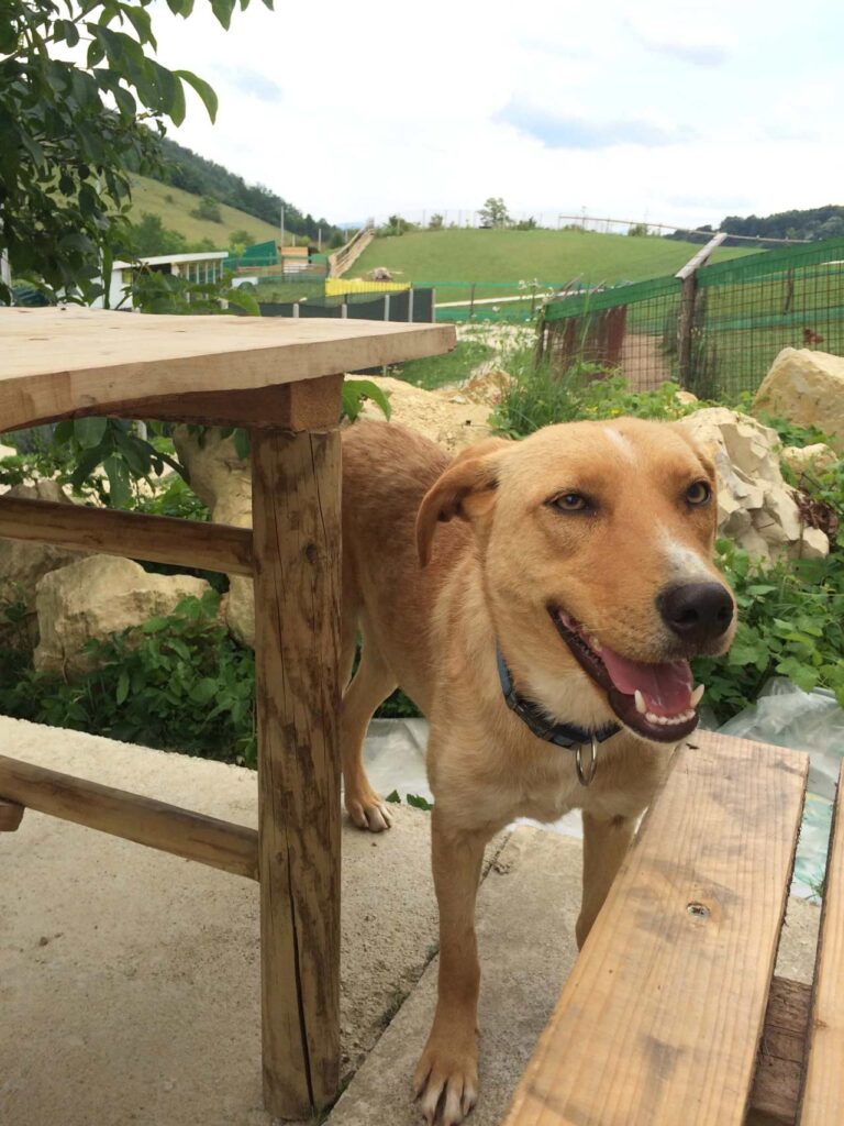 About us - The Land of Dogs