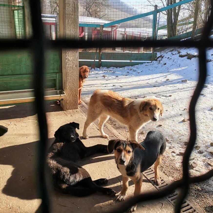 About us - The Land of Dogs