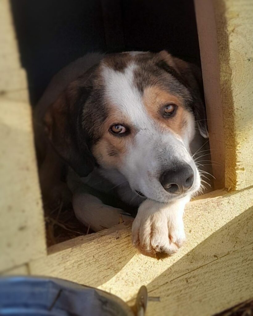 Casper - The Land of Dogs